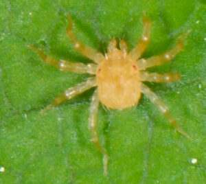 Tea World | 黄茶ダニ（Tea Yellow Mite）